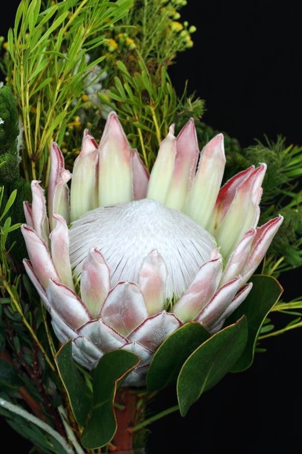 Rey De Las Flores Del Protea Imagen de archivo - Imagen de cactos ...