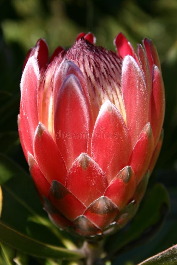 Protea De Rey O Cynaroides Del Protea La Flor Nacional De Suráfrica ...