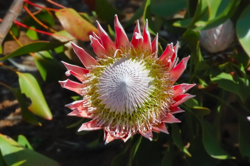 Rey Protea (cynaroides Del Protea) Foto de archivo - Imagen de flor ...