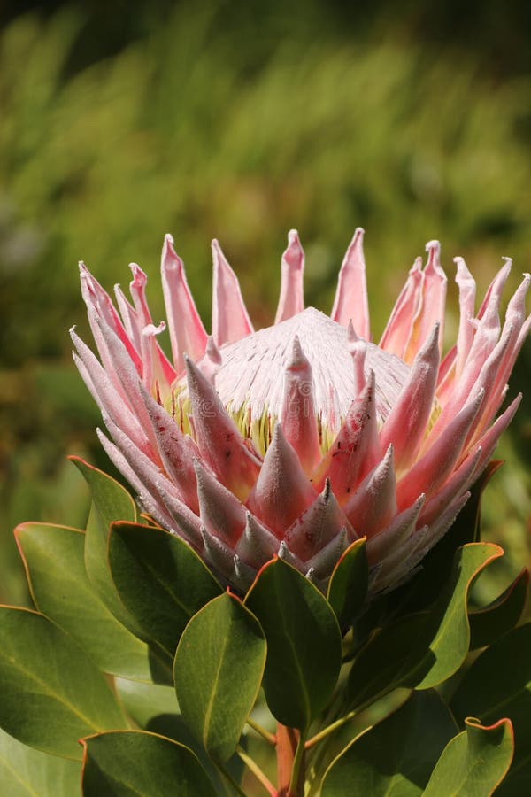 Rey Protea en Hawaii imagen de archivo. Imagen de distintivo - 127529299