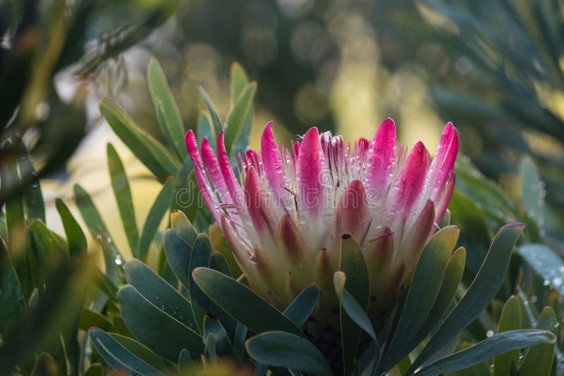 Detalle del protea de rey foto de archivo. Imagen de detalle - 1358244