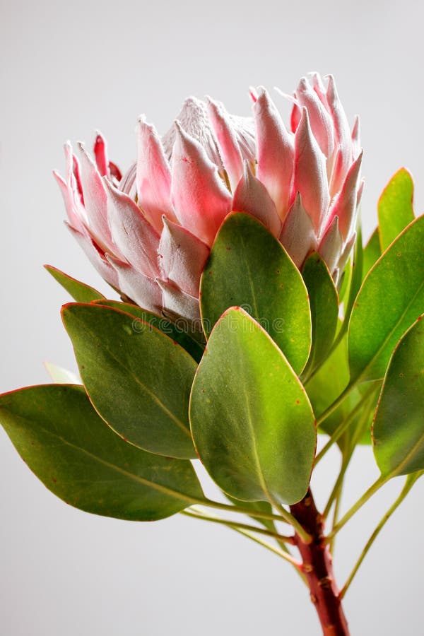 Brote Del Protea De Rey O De Los Cynaroides Del Protea La Flor Nacional ...