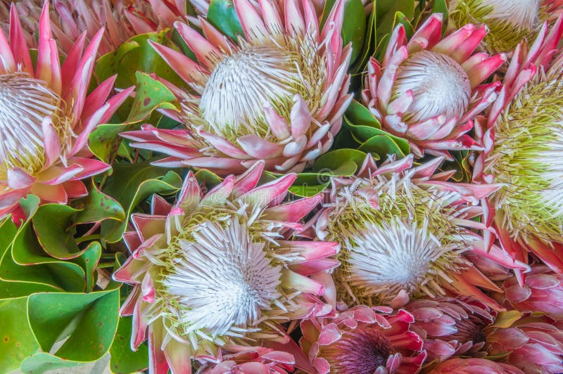 Rey Protea en Hawaii foto de archivo. Imagen de rojo - 52702728