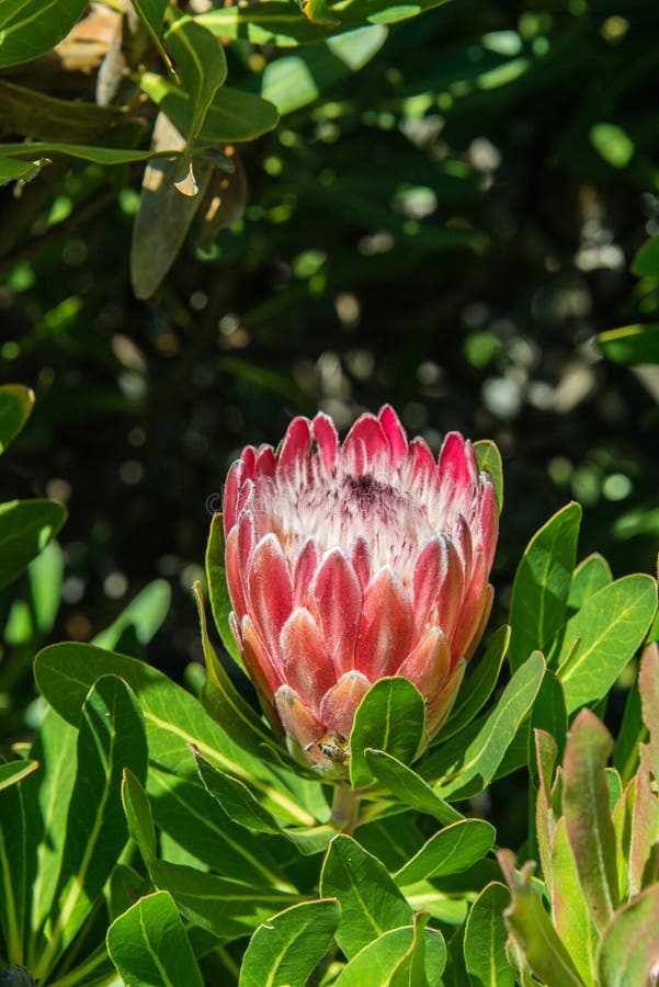 Rey Protea en Hawaii foto de archivo. Imagen de verano - 58991238