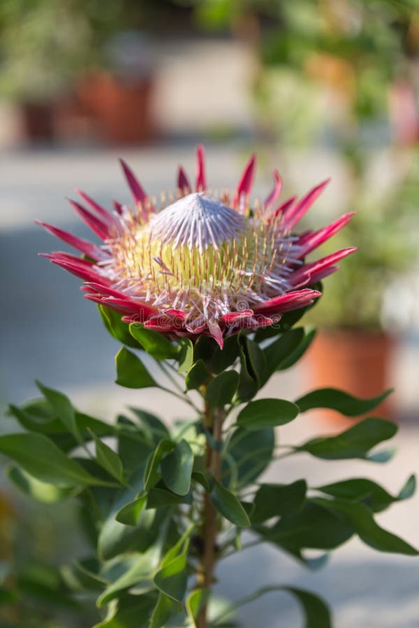 Rey Protea: Primer Hermoso De La Flor De Cynaroides Del Protea Foto de ...