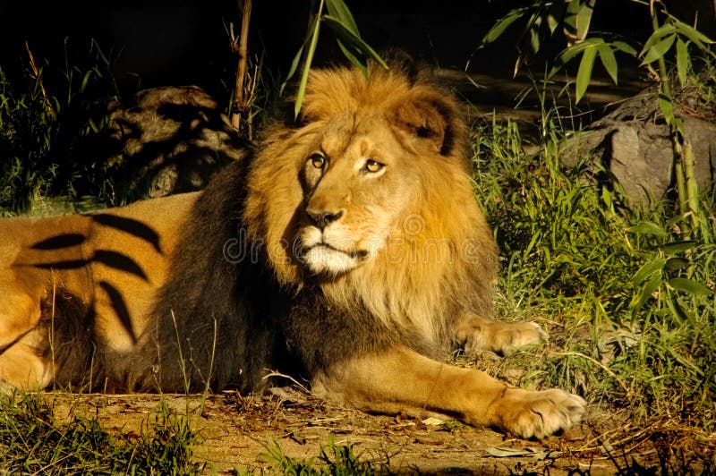 Rey real del león imagen de archivo. Imagen de real, orgullo - 381901