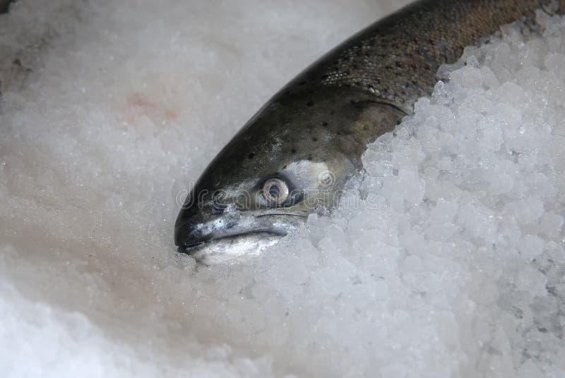 Sequedad De La Casa De Campo Del Nativo Americano De Rey Salmon Fish ...