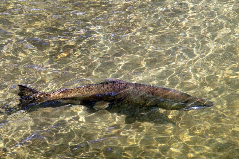 Chinook O Salmones De Rey Grandes Aislados En Blanco Foto de archivo ...