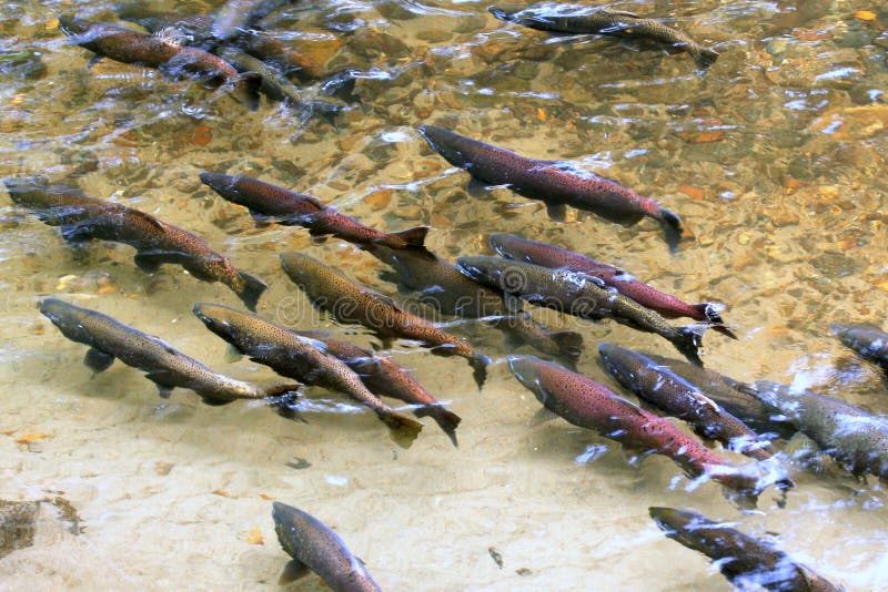 Salmones de rey imagen de archivo. Imagen de congelado - 254147
