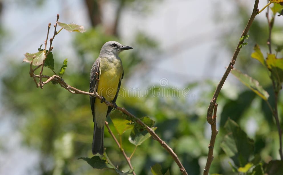 Rey tropical Bird imagen de archivo. Imagen de verde, fauna - 5596387
