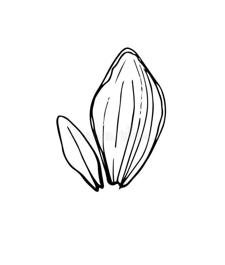 Vector Contour Illustration of a Flower Element. Organic Forms. Stock ...