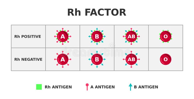 Rh Factor Blood Group System. Rh Positive on Rh Negative. Rhesus D ...
