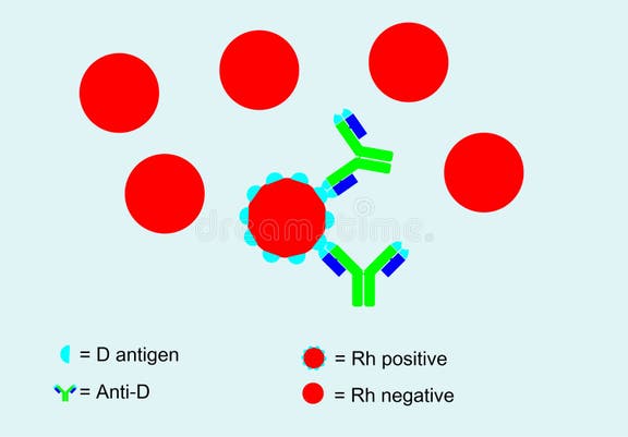 Rh System Antigen-Antibody Reaction Complex Stock Vector - Illustration ...