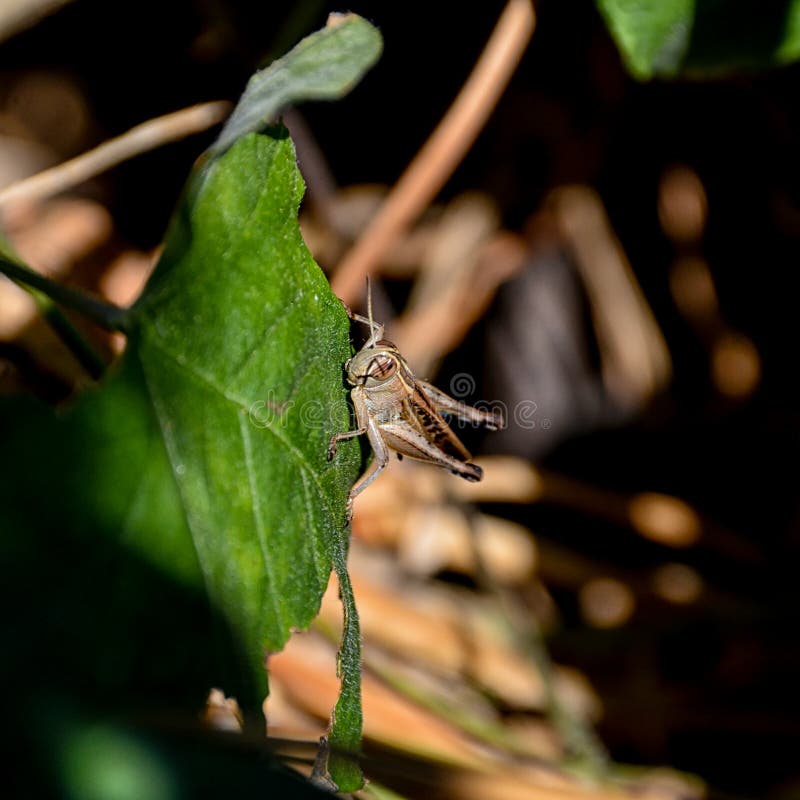 668 African Grasshopper Stock Photos - Free & Royalty-Free Stock Photos ...