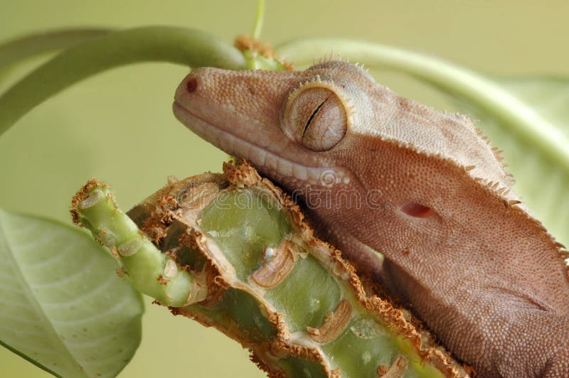 Rhacodactylus ciliatus stock image. Image of nature, closeup - 18196229