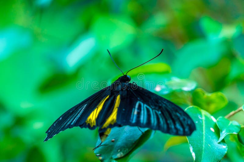 Rhadamantus Birdwing Dourado De Troides Da Borboleta Foto de Stock ...
