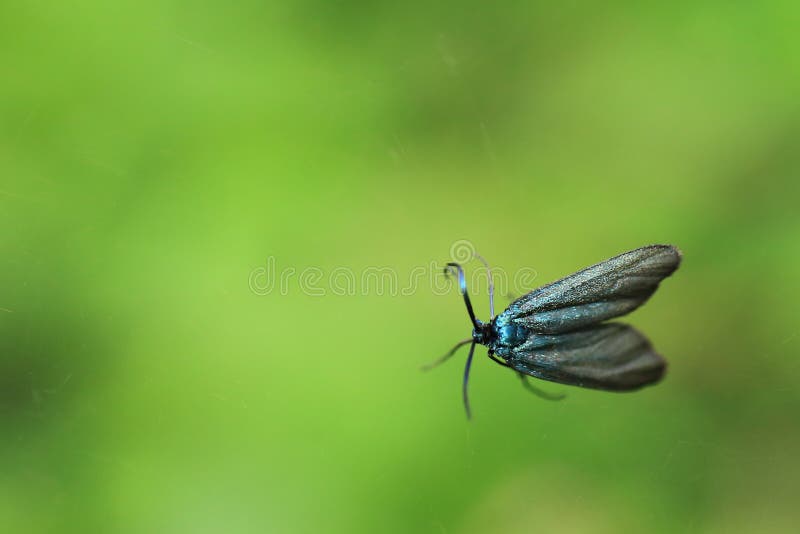 Rhagades Stock Photos - Free & Royalty-Free Stock Photos from Dreamstime