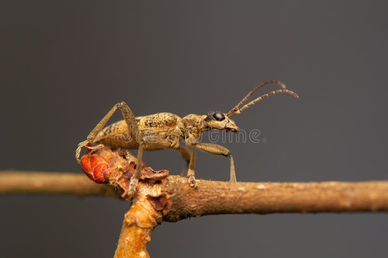 Ant Sisyphus Rolls Stone Uphill on Mountain Stock Image - Image of ...