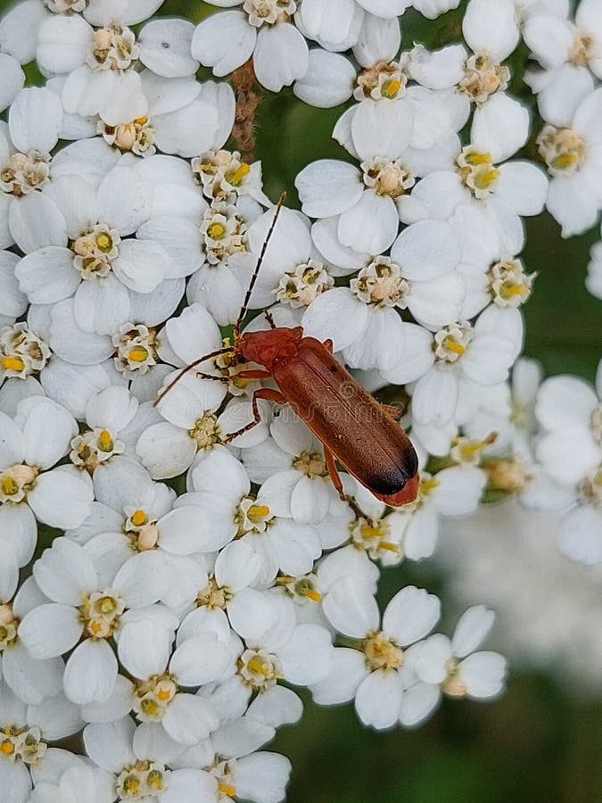 Rhagonycha fulva stock image. Image of common, beetle - 267472301