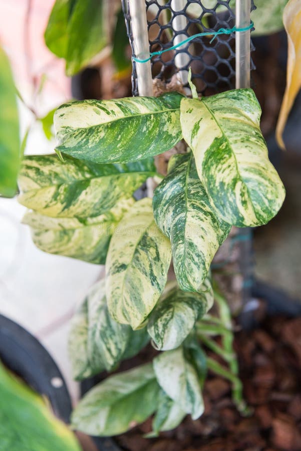 Rhaphidophora Puberula Variegated in the Pot Stock Photo - Image of ...