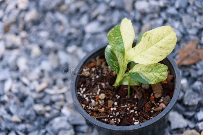 Rhaphidophora Puberula Variegated Stock Image - Image of natural ...