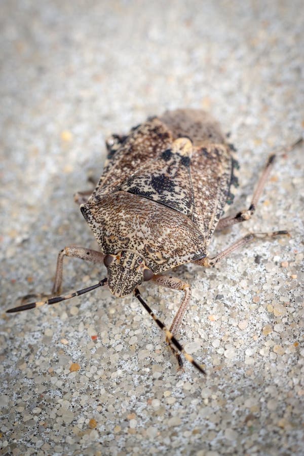 Rhaphigaster nebulosa stock image. Image of black, pest - 249219599