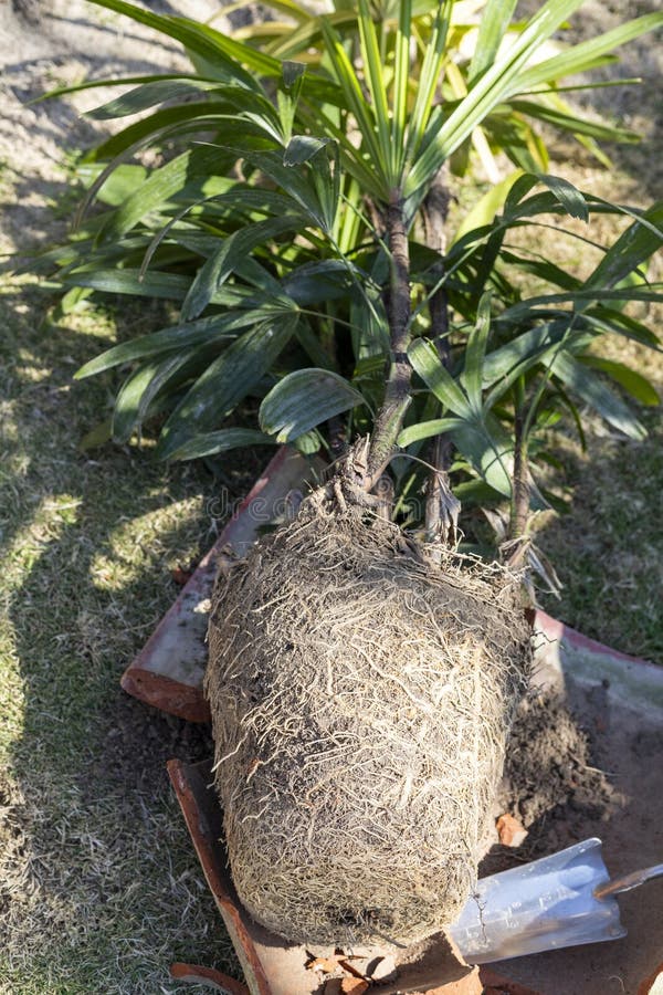Rhapis Excelsa is Repotting into New Large Pot. a Root Bound Rhapis ... Rhapis Excelsa is Repotting into New Large Pot. a Root Bound Rhapis ...