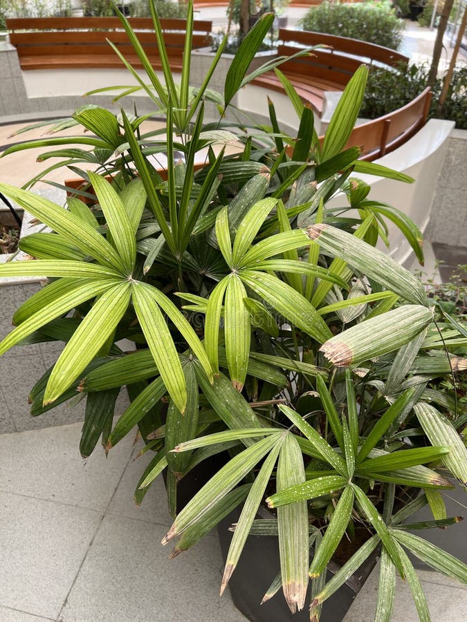 Rhapis palm tree lady palm stock image. Image of nursery - 254573985