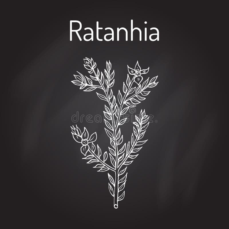 Rhatany Stock Illustrations – 7 Rhatany Stock Illustrations, Vectors ...