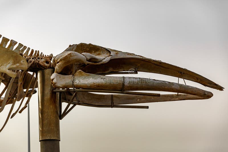 Rhe Head of Real Skeleton of a Large Whale. Stock Image - Image of fish ...