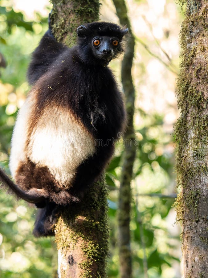 Rhe Sifaka Edvardsova, Propithecus Edvardsi, Milne-Edwards S Sifaka ...