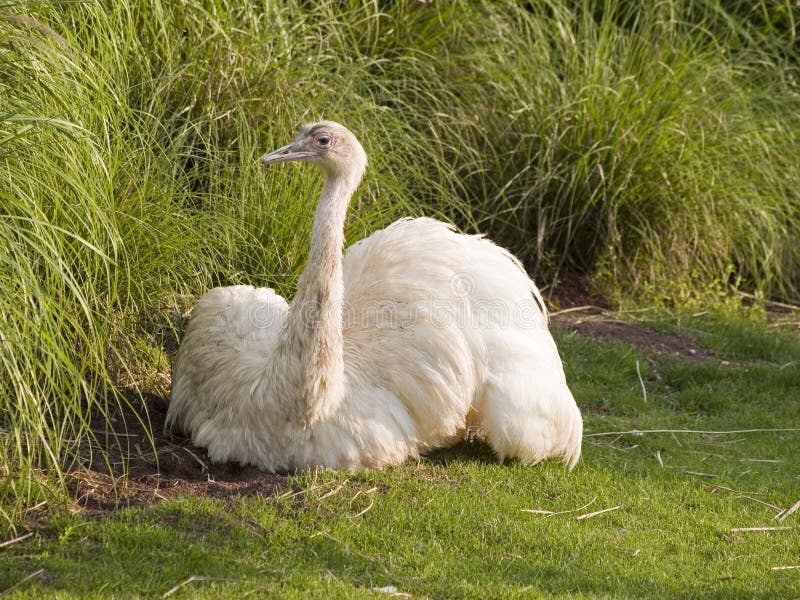 Rhea 1 stock photo. Image of villar, dombs, exotic, nature - 2621196