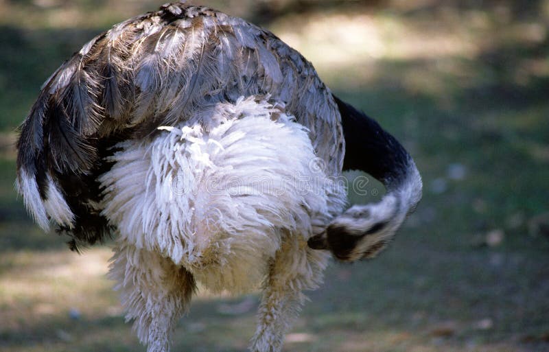 Rhea stock image. Image of head, neck, nature, animals - 11299331