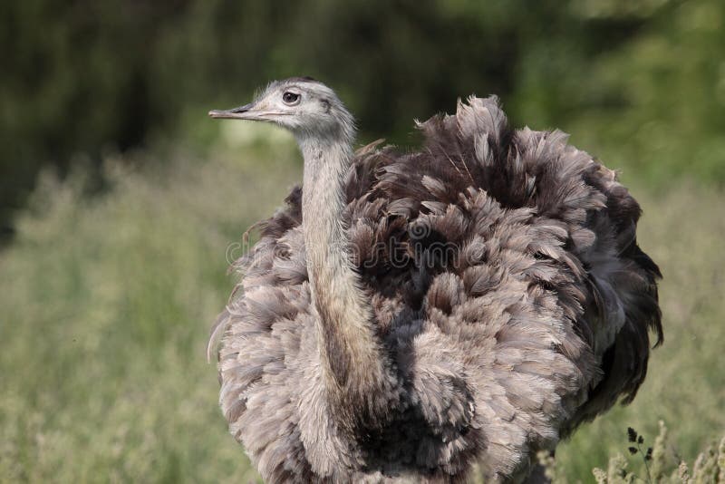Rhea photo stock. Image du animal, sauvage, rhea, commun - 19834280