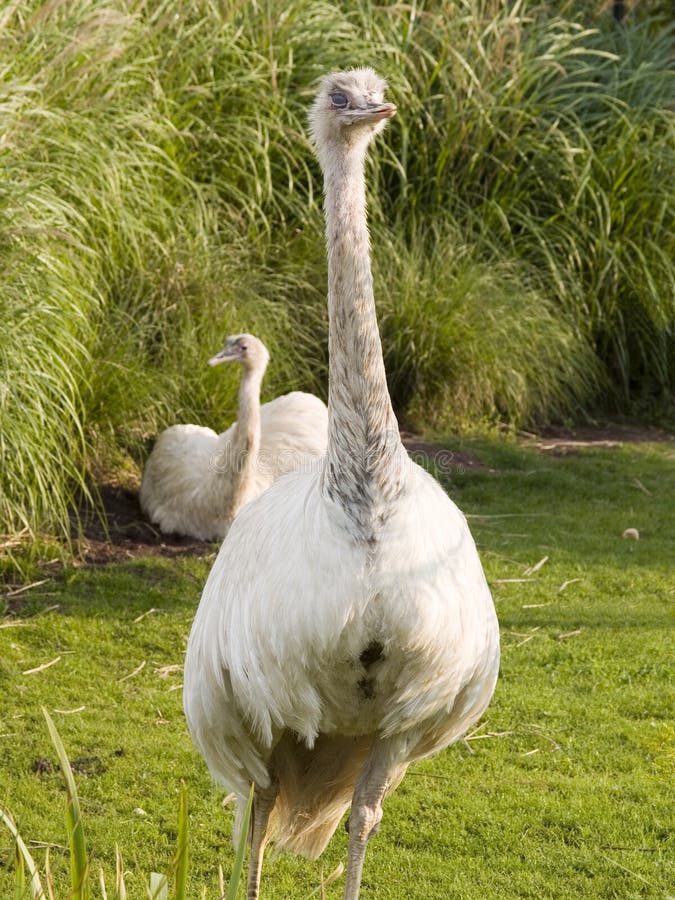 Rhea 2 stock photo. Image of wild, rhea, villar, bird - 2621236