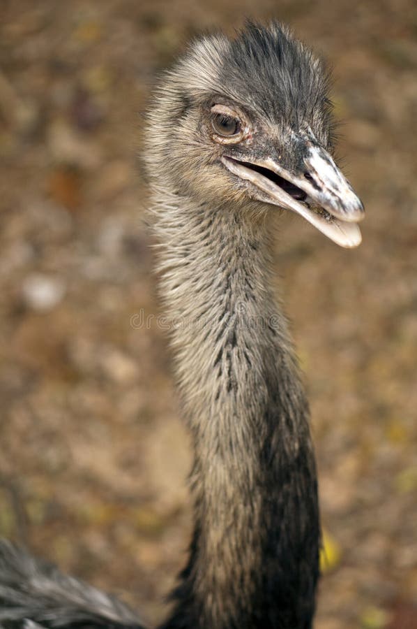 Rhea stock image. Image of closeup, fauna, feather, animal - 26443685