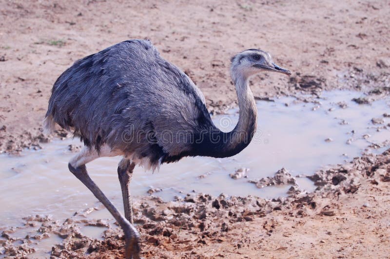 De Reas Zijn Grote , Flikless Vogels Zonder Kiel Op Hun Borstbeen in De ...