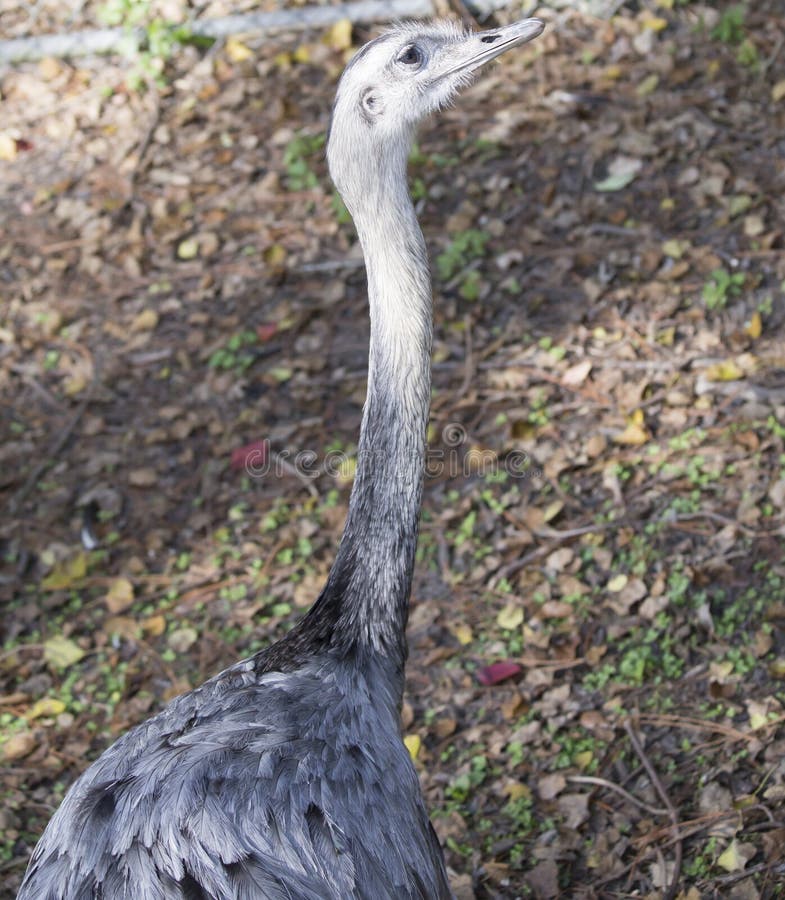Rhea foto de archivo. Imagen de exterior, biodiversidad - 87248802