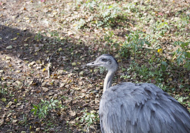 Rhea foto de archivo. Imagen de exterior, biodiversidad - 87248802