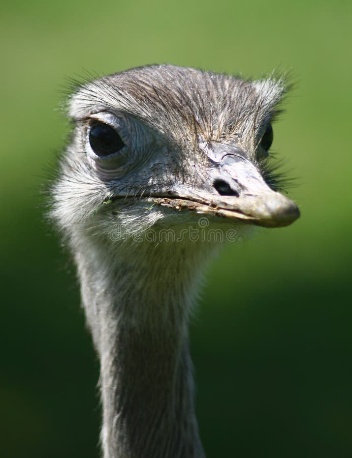 Rhea americana stock photo. Image of bird, eyes, look - 5148232