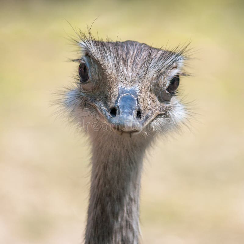 Rhea americana stock photo. Image of furry, beak, african - 94223724