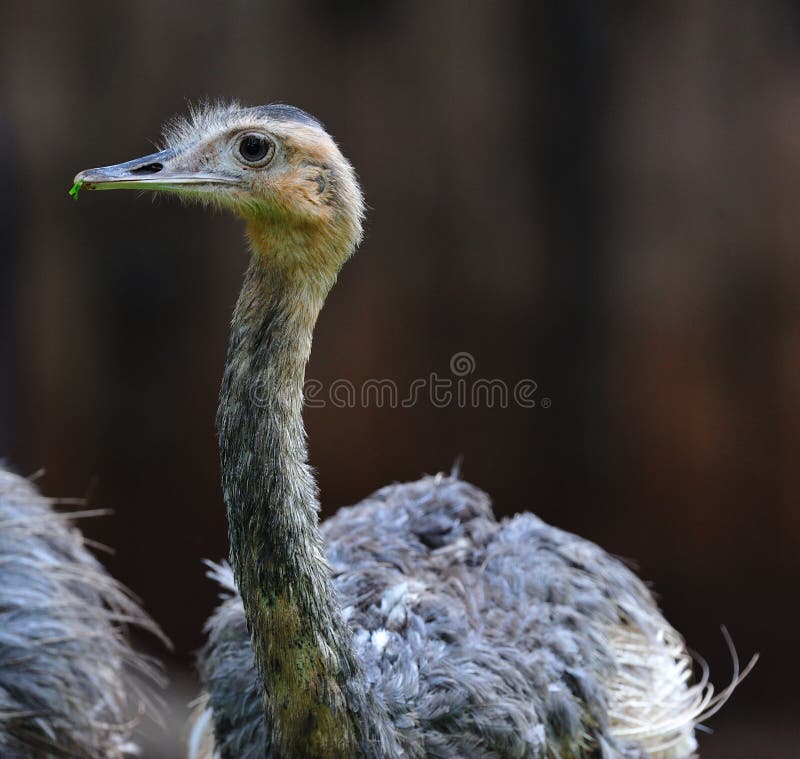 Rhea Bird stock image. Image of standing, rheidae, flightless - 27232303