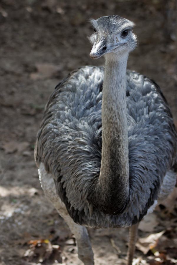 Rhea bird. stock photo. Image of wildlife, birds, close - 85158856