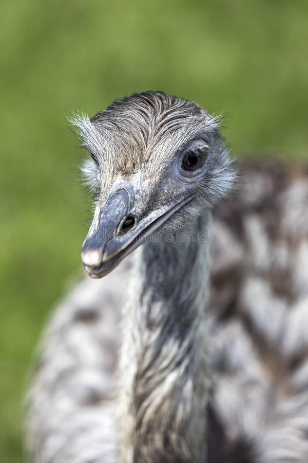 Portrait of rhea stock image. Image of crazy, cute, face - 205029819