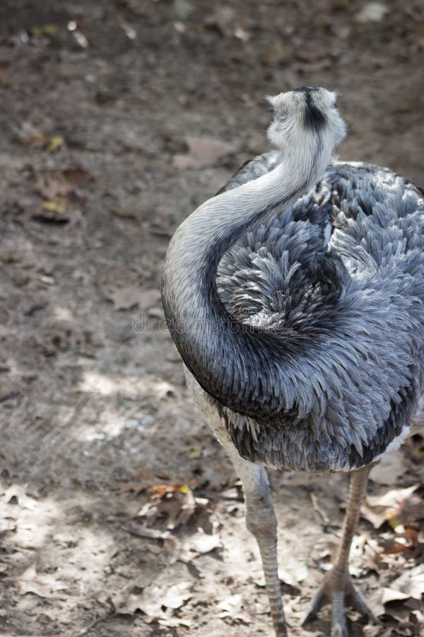 Rhea bird. stock image. Image of patterns, birds, nature - 85155841
