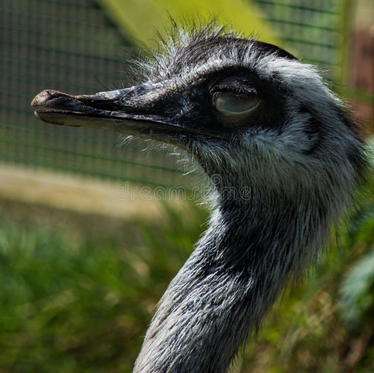 Rhea bird,eyes closed stock image. Image of wildlife - 42623059