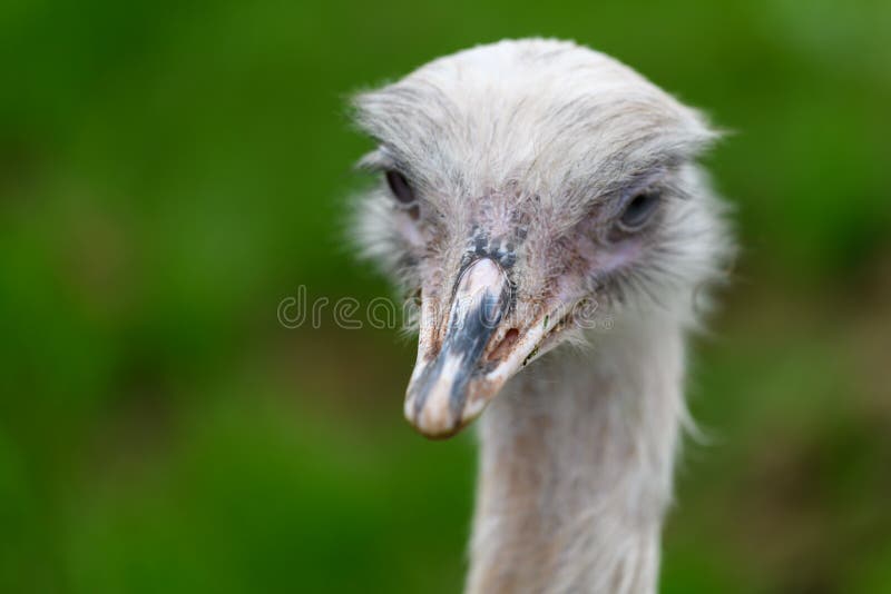 Rhea bird portrait stock photo. Image of paraguay, beak - 117736450