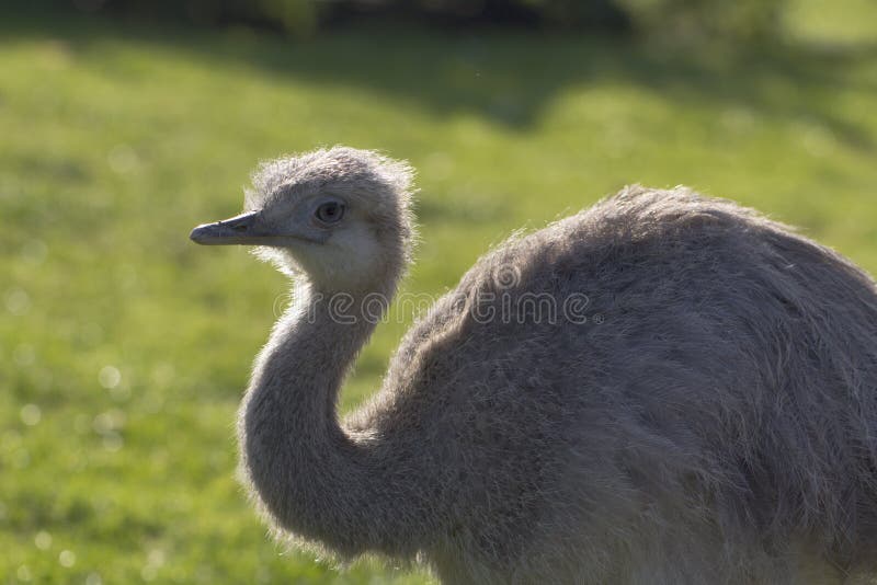 Rhea Bird stock photo. Image of america, pretty, flightless - 13555030