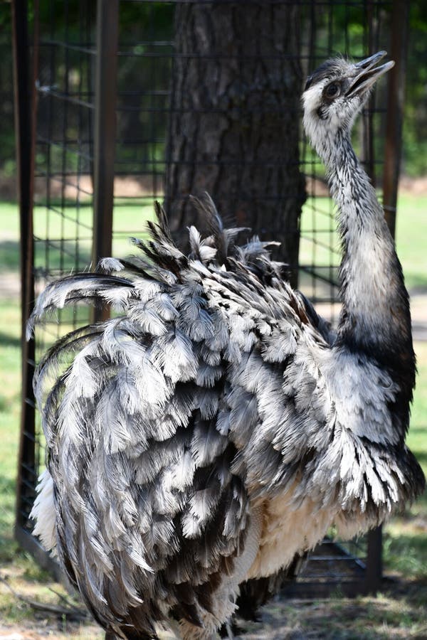 A Rhea Bird stock image. Image of america, americana - 210718025