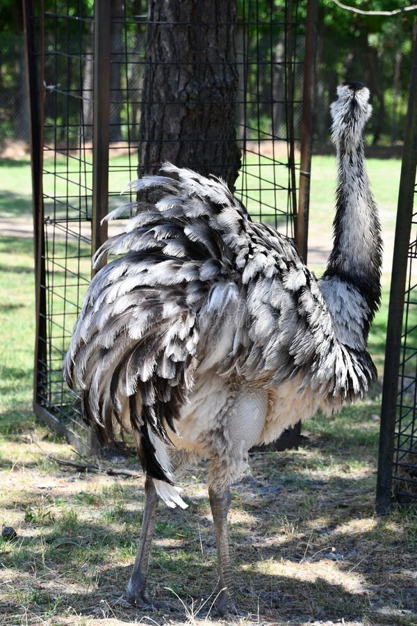 A Rhea Bird stock image. Image of plumage, nandu, darwin - 210718063